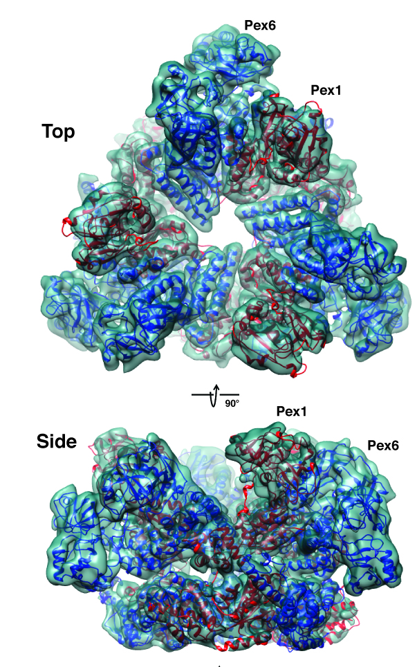 Collaboration results in structure of the Pex1/Pex6 ATPase | Cell Biology